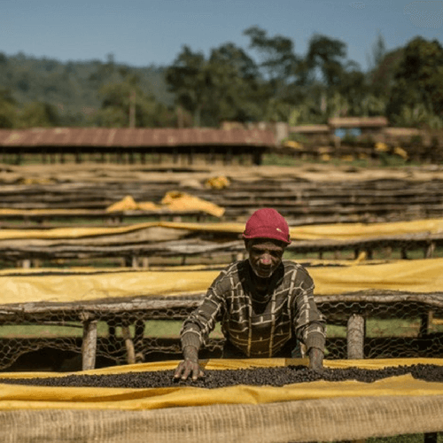 Mocha Java - Coffee Blend - Coffee Roasted Daily - Out Of The Grey Coffee