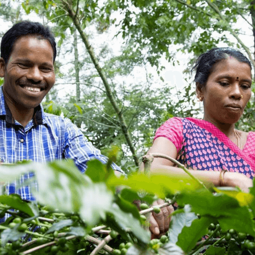 Single Origin - Indian Monsoon AAA - Specialty Coffee - Out Of The Grey Coffee